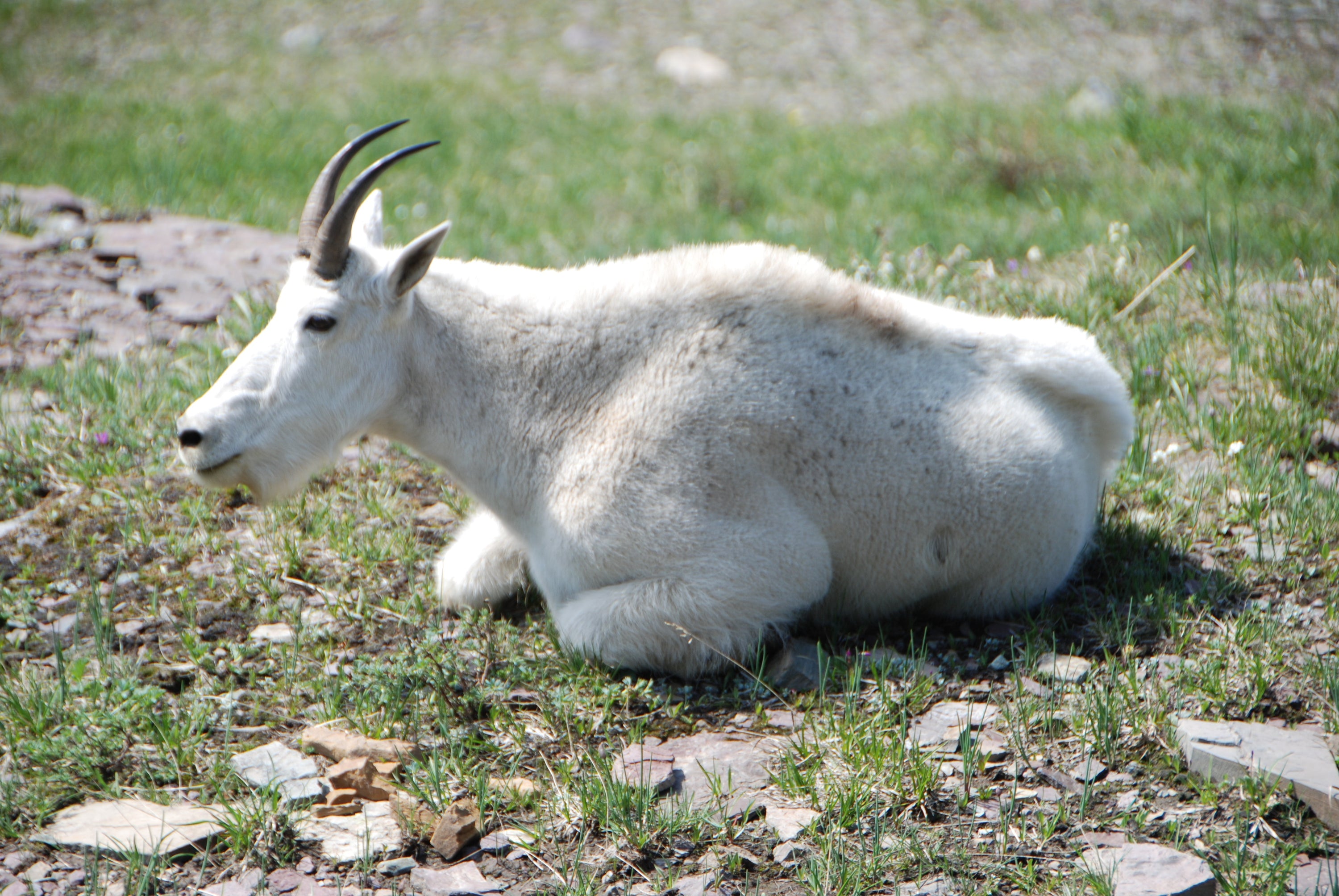 Where can I see Rocky Mountain Goats? The ONLY sightings map you'll ev ...