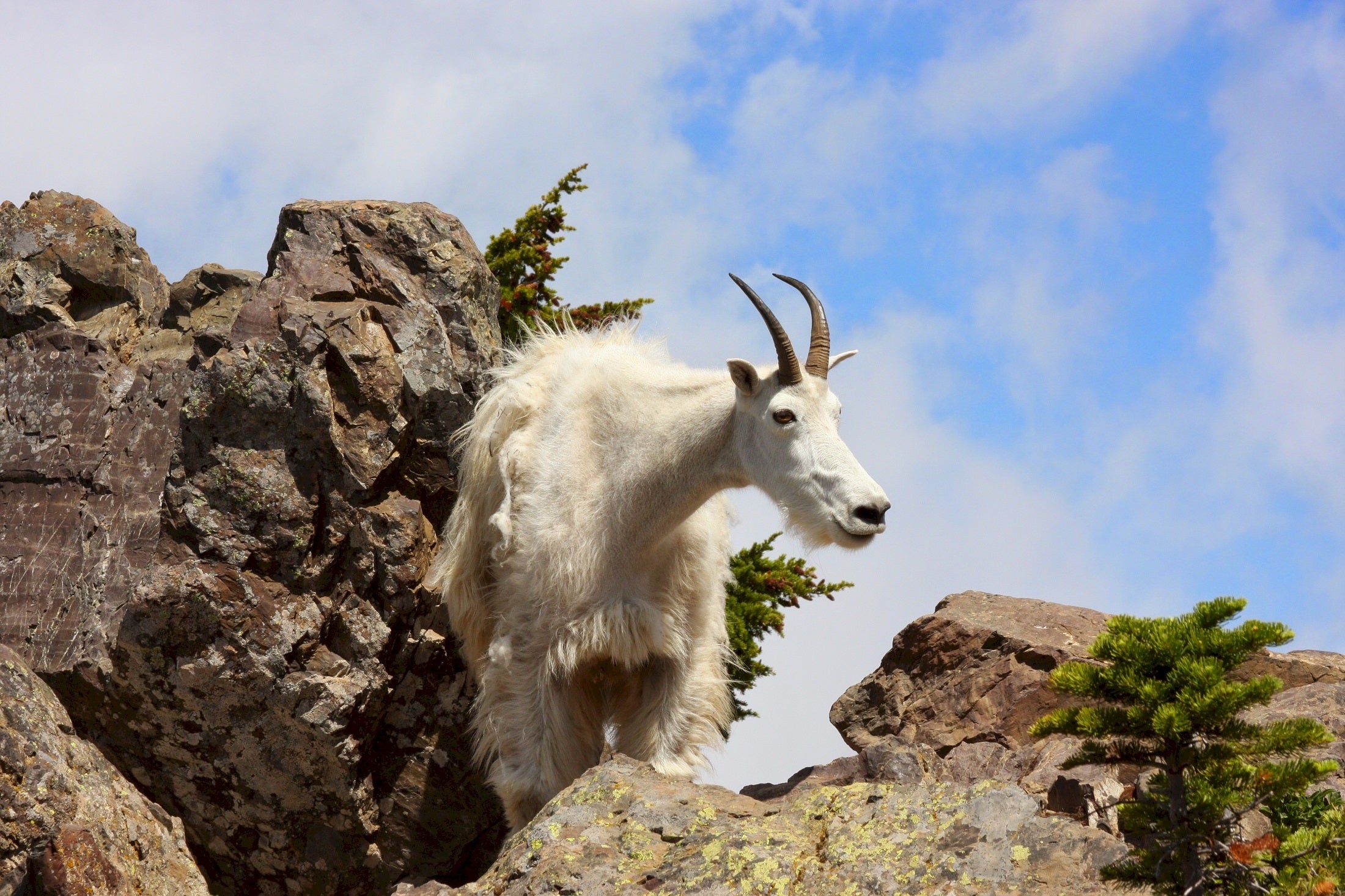 7 Things You Should Know about the Rocky Mountain Goat – North American ...